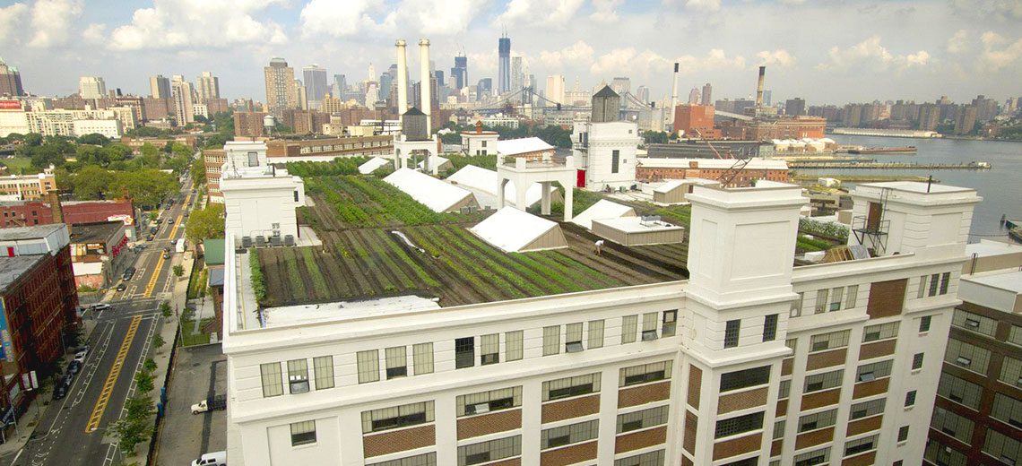 Brooklyn Grange — The Largest Rooftop Farm in Brooklyn - new-york.name